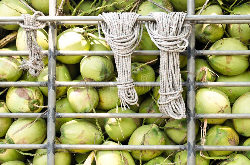 Coconut container stock image. Image of coconut, freight - 51056357