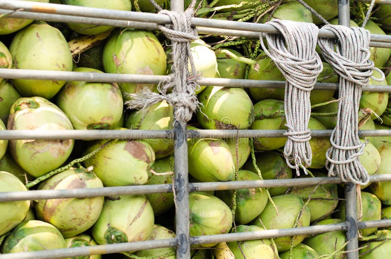 Coconut container stock image. Image of carry, green - 51657939