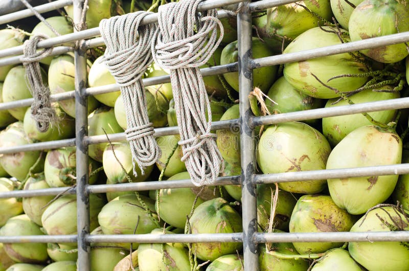 Coconut container stock image. Image of carry, green - 51657939