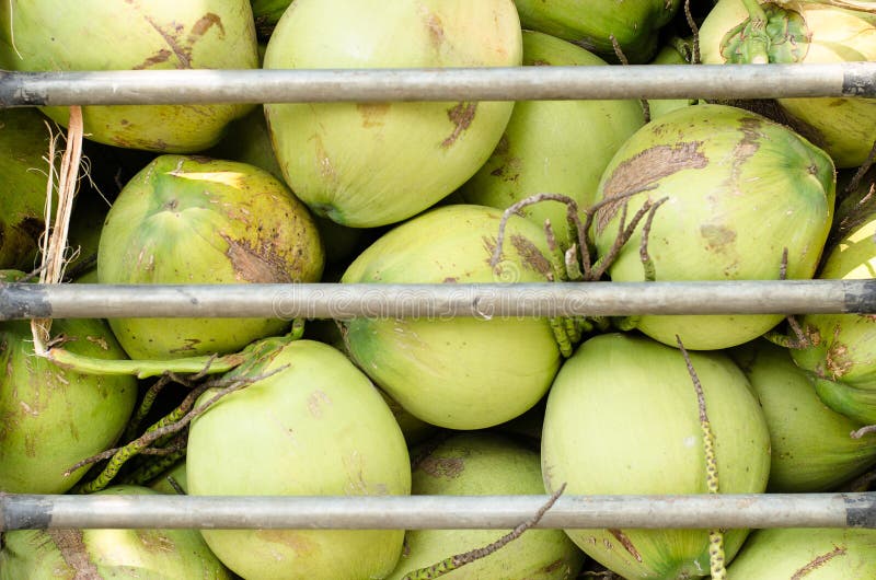 Coconut container stock photo. Image of string, tropical - 52007038