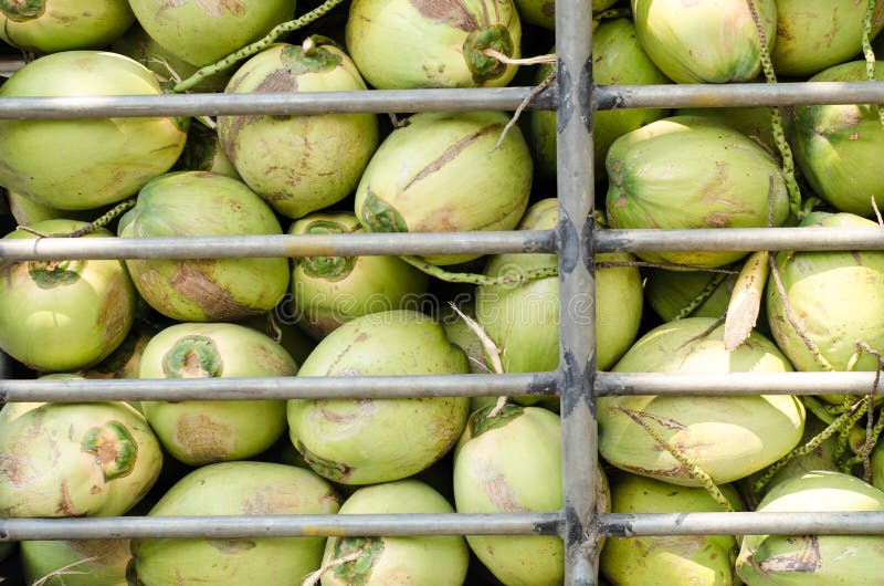 Coconut container stock image. Image of carry, container - 52419867