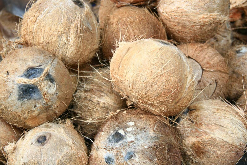 Coconut for Cooking Thai Food and Dessert Stock Photo - Image of tasty ...