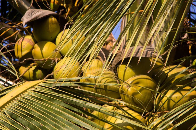 Coconut Crop Laden on Tree stock image. Image of healthful - 219738233