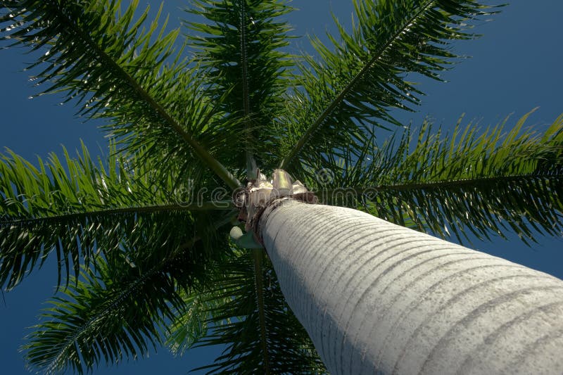 Coconut Crown stock image. Image of tree, fruit, leaf - 17233989