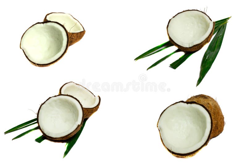 Coconut cut half stock photo. Image of shell, coconut - 157084548