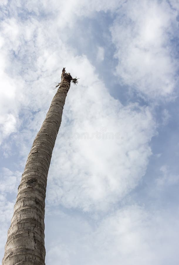 Dead coconut tree was cut stock image. Image of trees - 38628117