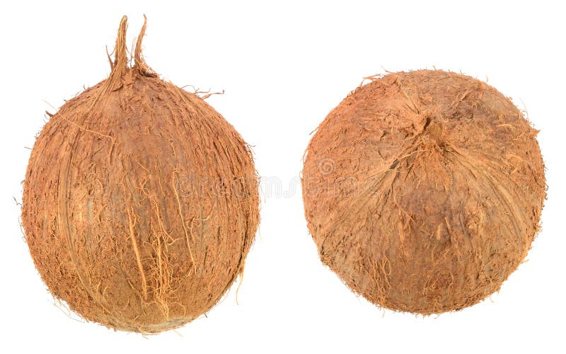 Coconut from Different Angles Isolated on White Stock Image - Image of ...