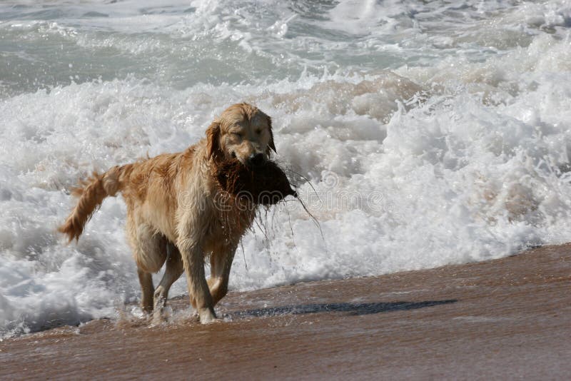 Coconut Dog stock photo. Image of waves, gold, ocean, vacation - 1109408