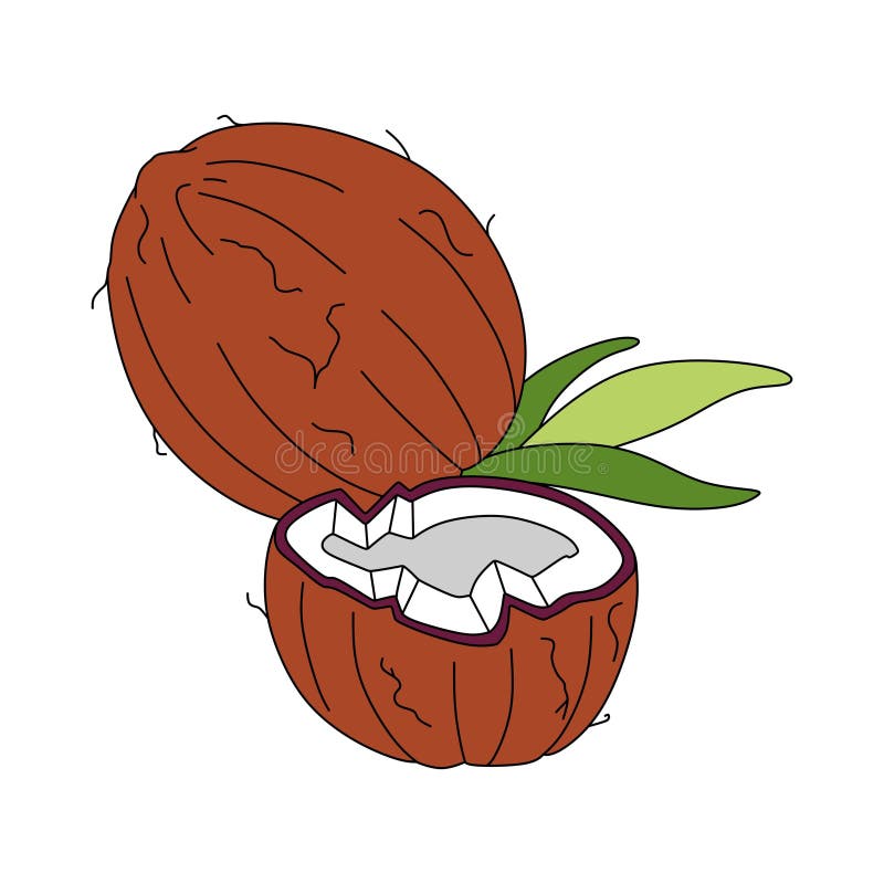 Coconut Doodle Linear Vector Illustration Isolated on White Background ...