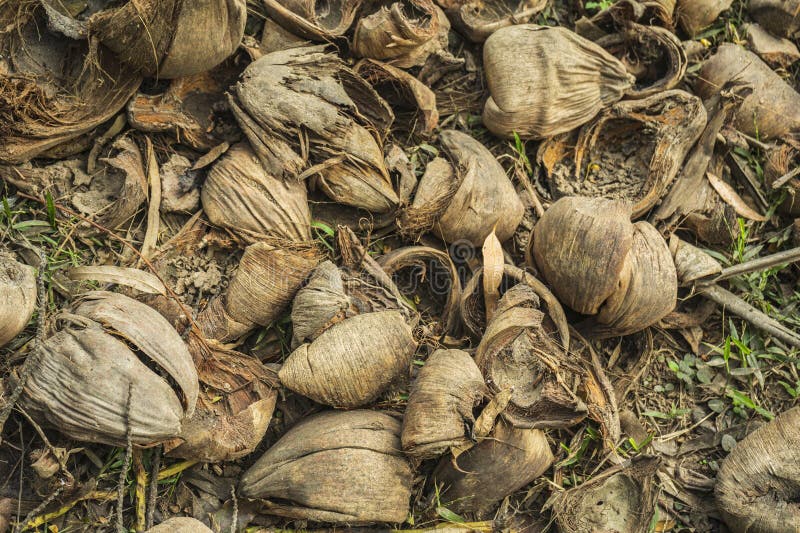 Coconut Dry Shell and Fiber Peel Stock Image - Image of fiber, coconut ...