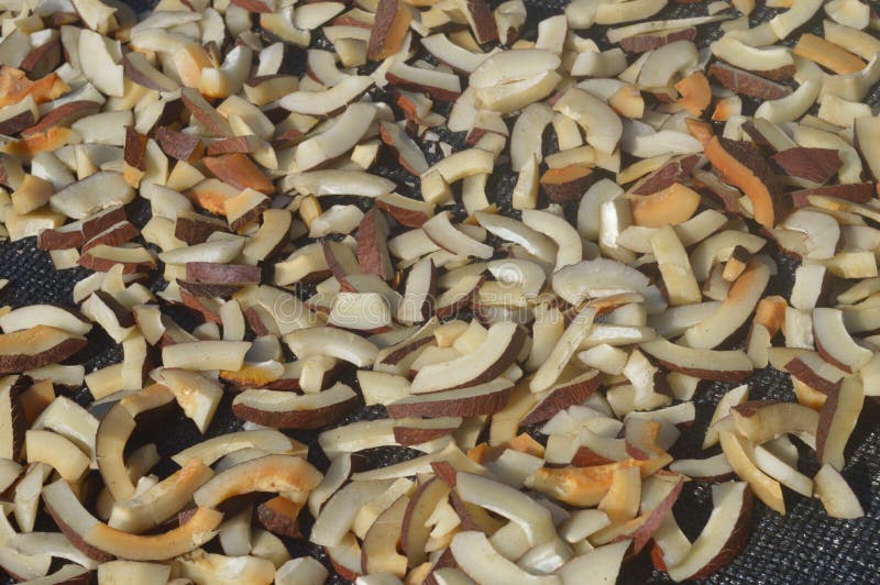 Coconut Copra Drying Sunlight Stock Photos - Free & Royalty-Free Stock ...