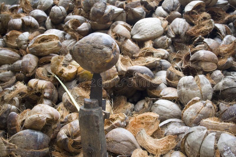 Coconut Estate in Sri Lanka Stock Image - Image of income, major: 10416393