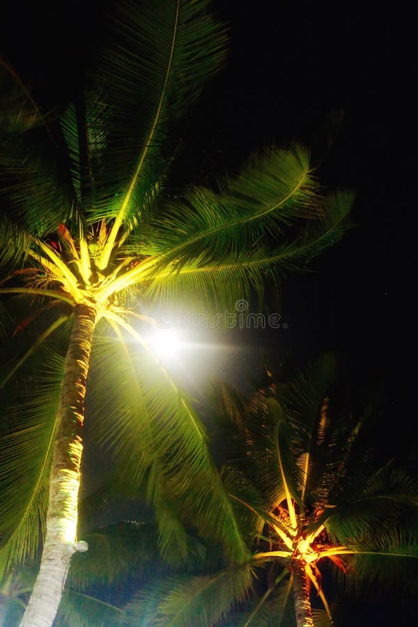 Coconut stock photo. Image of coconut, exceptionally - 75907366