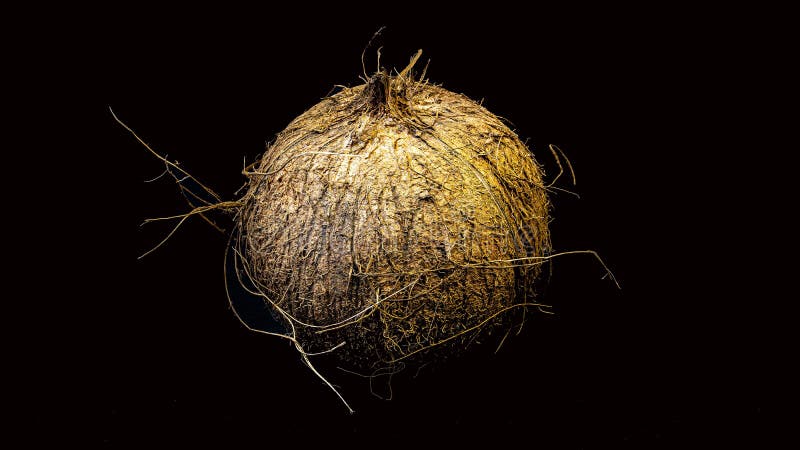 Sea Shell with Black Textured Background Wallpaper, Stock Photo - Image ...