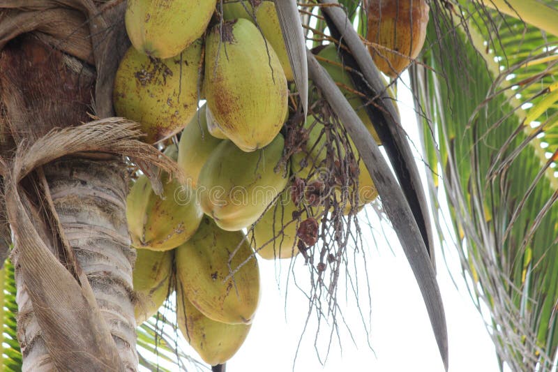 Coconut Fruit with Hard Shell Stock Image - Image of diet, coco: 287351701