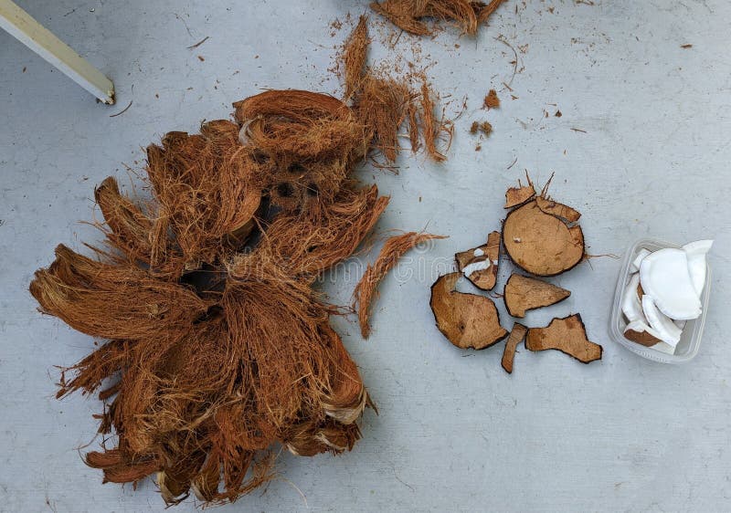 Coconut Explosion stock image. Image of perseverance - 275179159