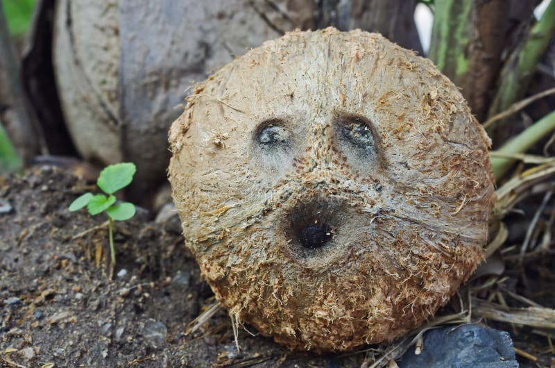 Coconut face stock photo. Image of agriculture, feeling - 47379670