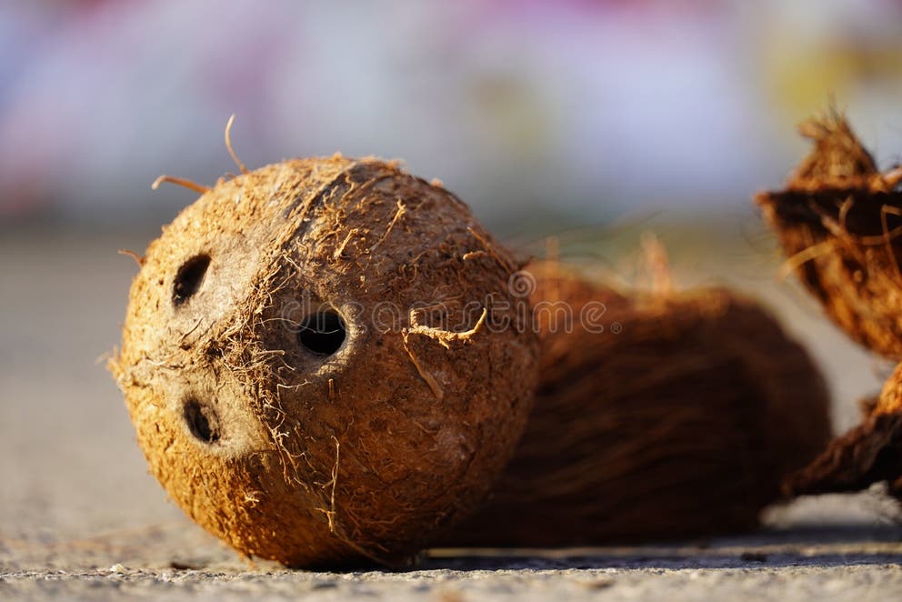 Coconut Face Closeup Hd Image Near the Temple Stock Photo - Image of ...