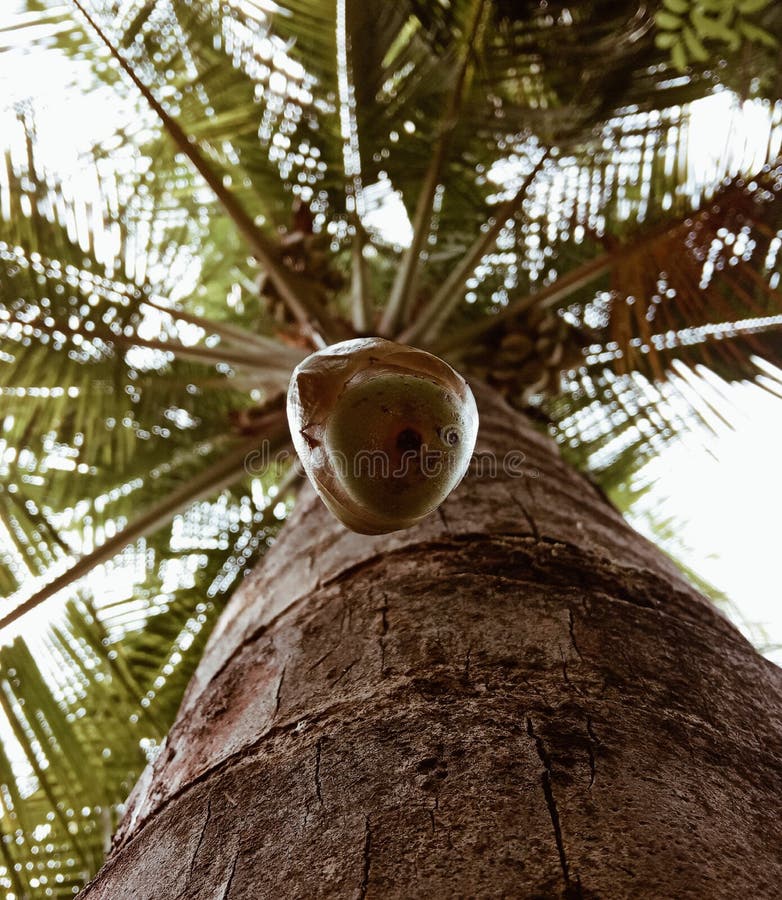 Coconut Falling from a Palm Tree. Stock Photo - Image of jungle, autumn ...