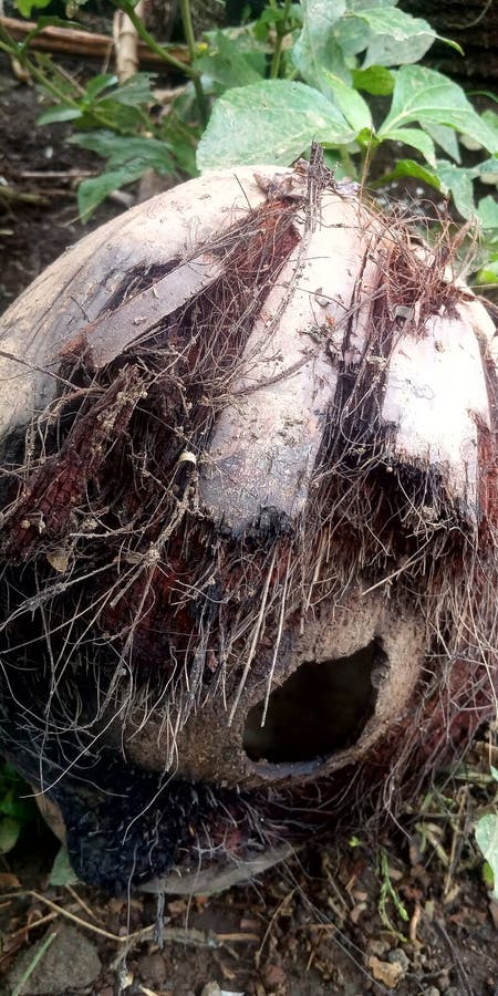 Coconut that Falls in the Ground is Broken Stock Image - Image of ...