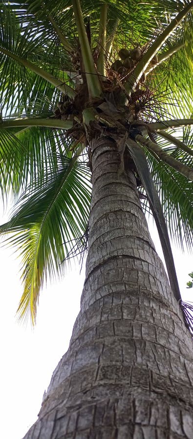 483 Fat Palm Tree Stock Photos - Free & Royalty-Free Stock Photos from ...