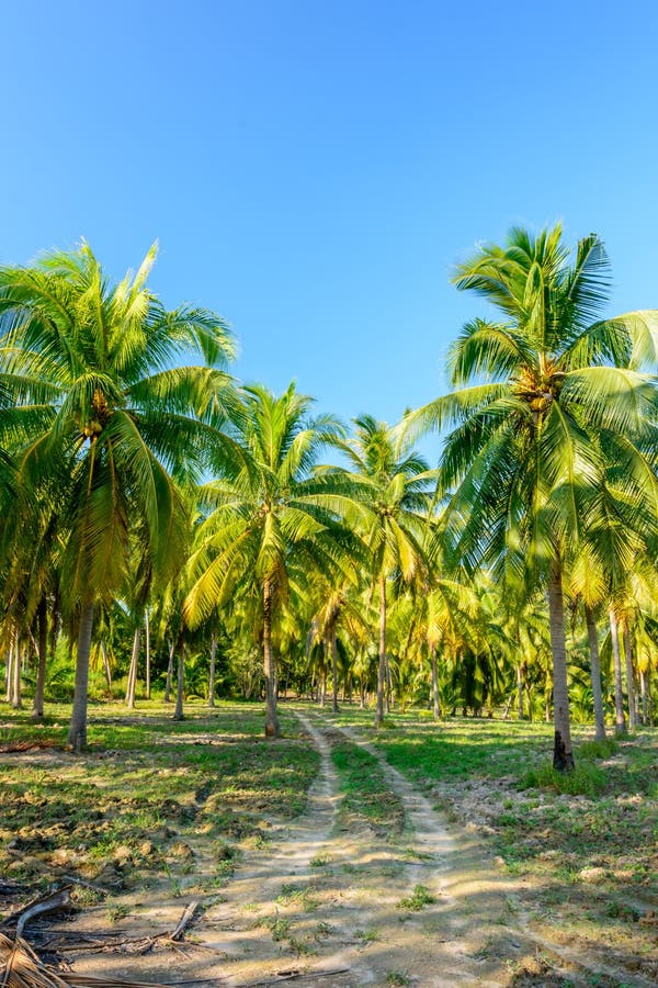 Coconut farm stock photo. Image of luxury, beautiful - 10726936