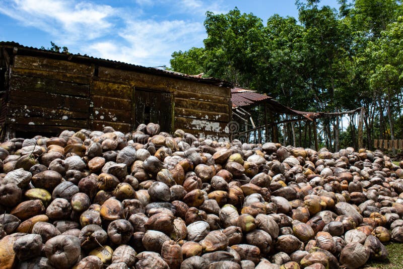 Coconut Farm in the Dominican Republic: Mountain of Coconuts Stock ...
