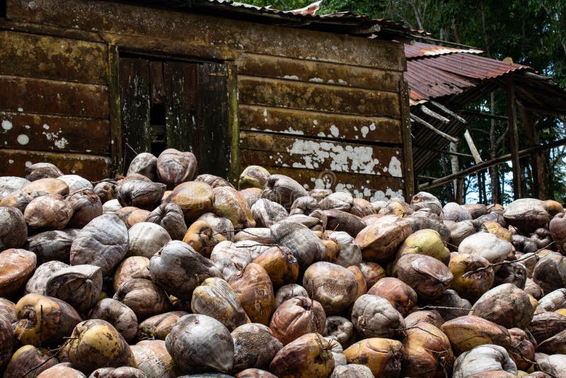 Coconut Farm in the Dominican Republic: Mountain of Coconuts Stock ...