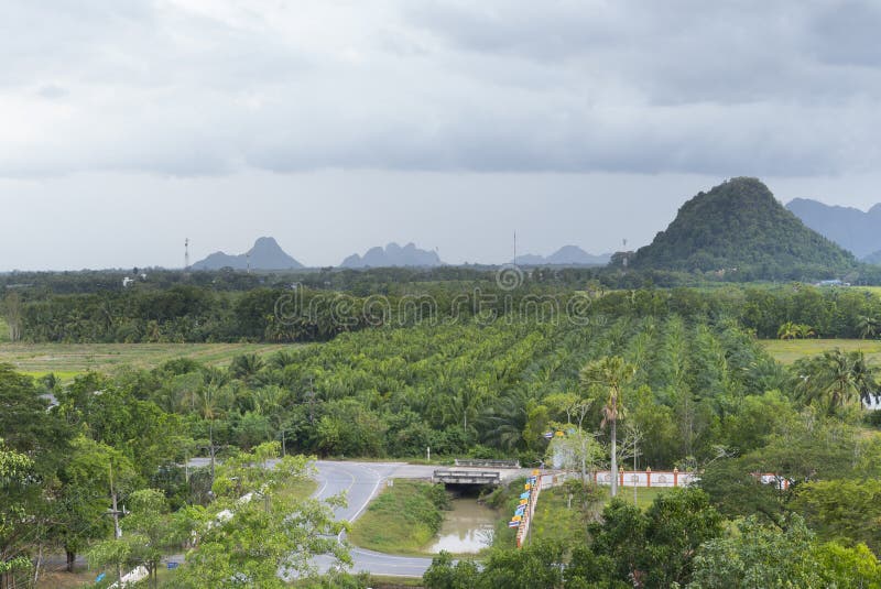 Coconut Farm and Landscape View. High Angle Photography Stock Photo ...