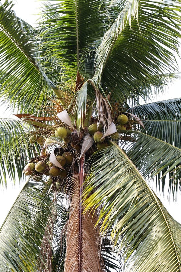 Coconut Farm, Plantation Coconut Tree Stock Image - Image of ...