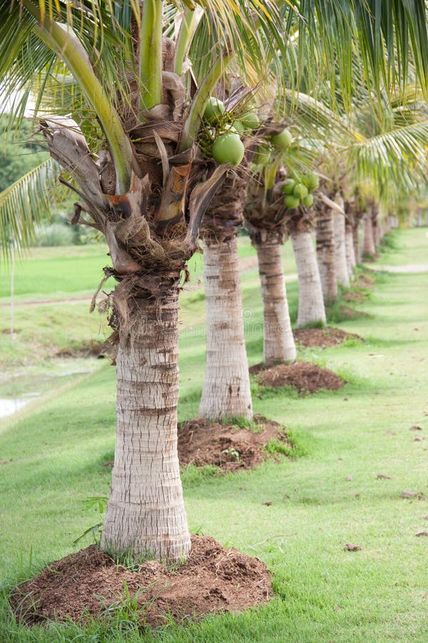 Coconut farm stock photo. Image of leaf, flowers, clean - 43525590