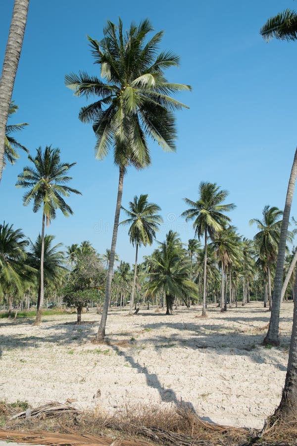 Coconut farm stock image. Image of land, agriculture - 40546573