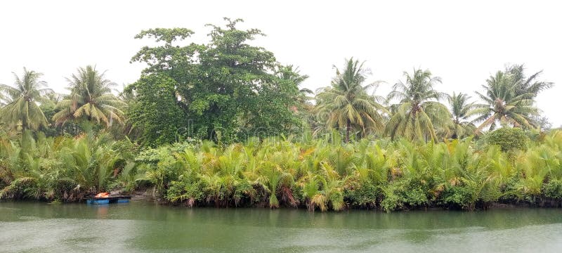 Coconut Farming in Indonesia Aceh Stock Image - Image of kelapa ...