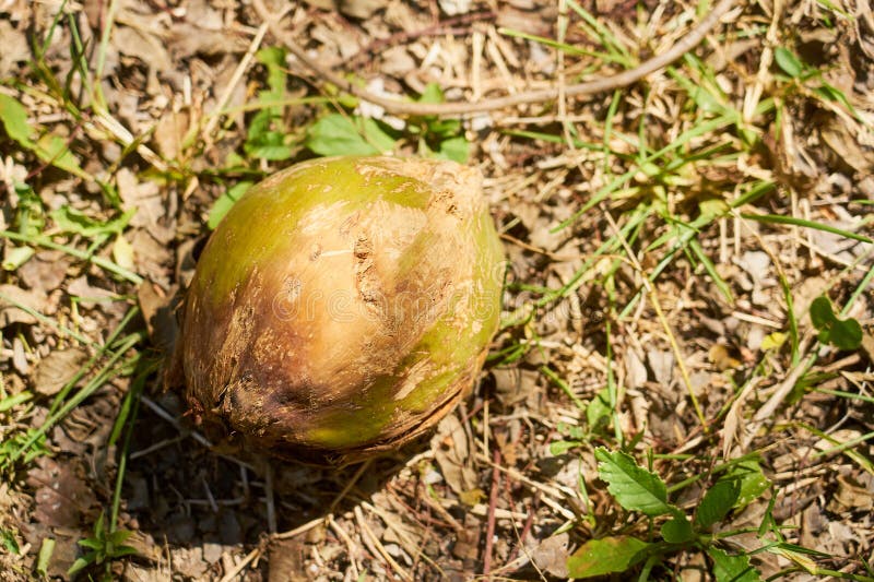 A Coconut that Fell To the Ground in the Sun. Stock Photo - Image of ...