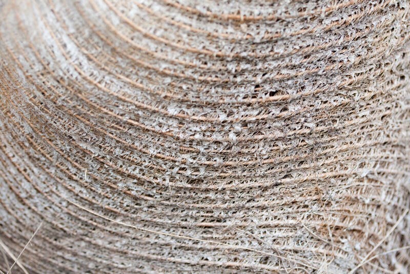 Coconut Fiber Abstract Background Stock Image - Image of natural, fiber ...