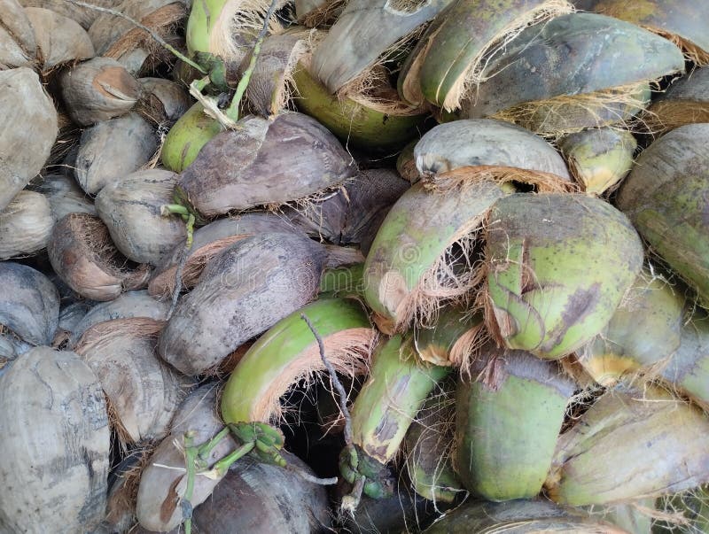 Coconut Fiber is a Raw Material for Making Planting Media Stock Image ...