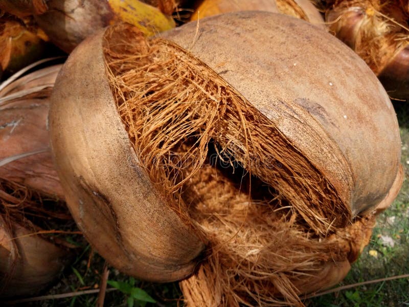 Coconut Grinding Stock Photos - Free & Royalty-Free Stock Photos from ...