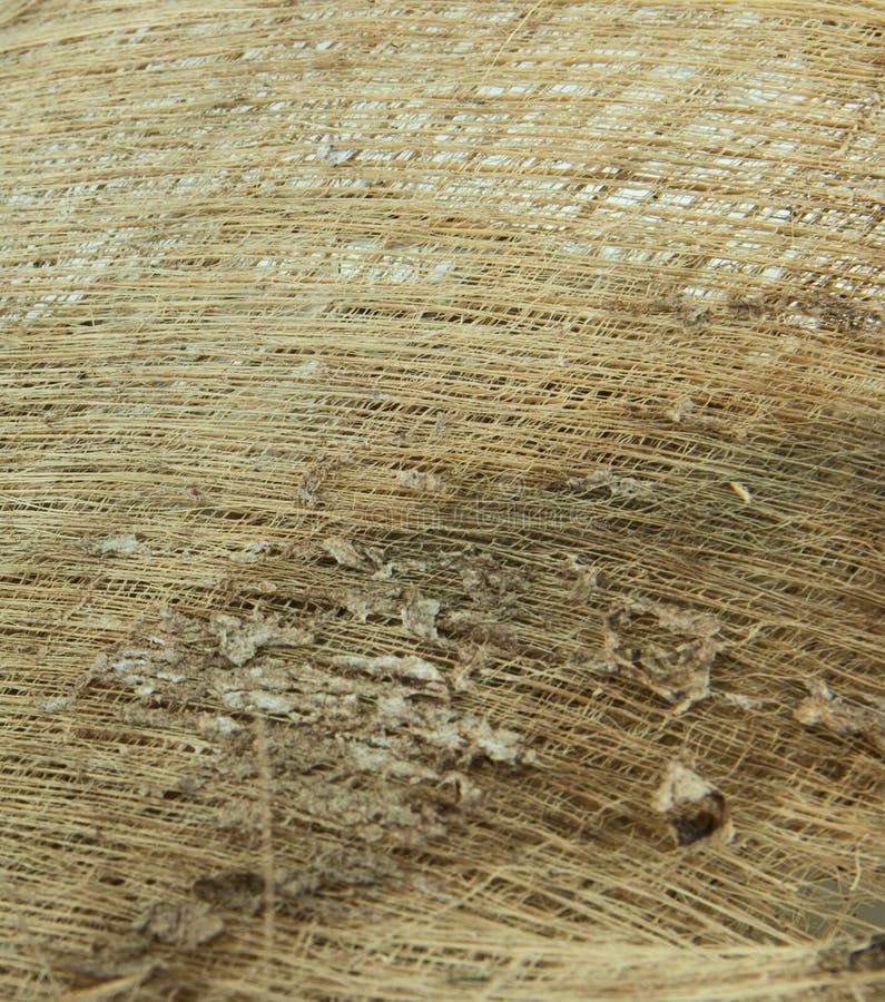 Coconut fiber texture stock photo. Image of fiber, backdrop - 20761996