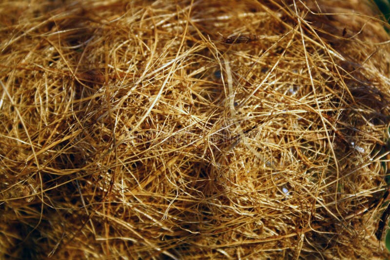 Coconut fiber texture stock photo. Image of tree, material - 204881158