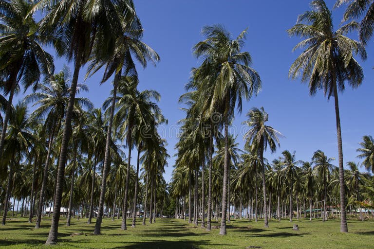 Coconut field stock image. Image of palmtree, field, island - 26550677