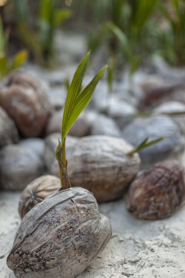 Sprouting Coconuts in Sandy Climate Stock Image - Image of plant ...