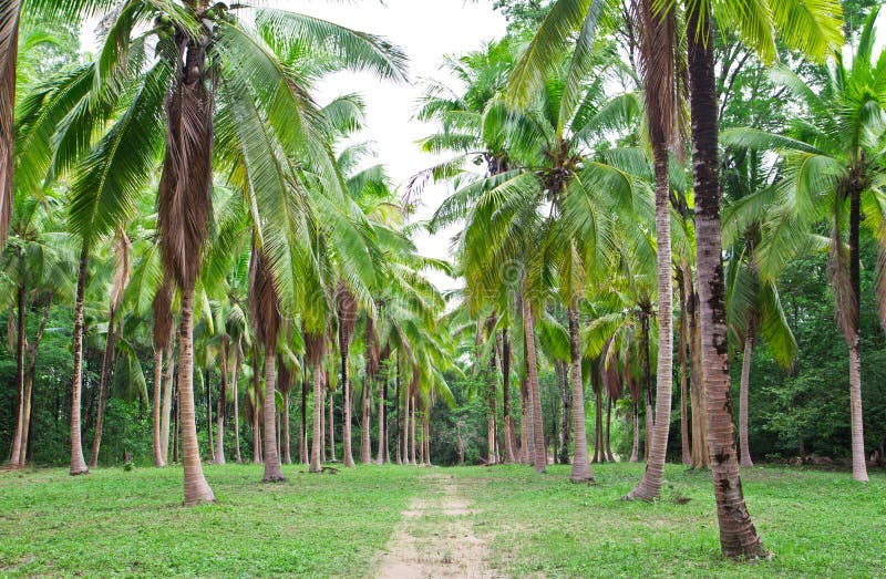 Coconut field in thailand stock image. Image of outdoor - 32382333