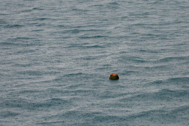 Coconut Floating in the Ocean during a Storm Stock Image - Image of ...