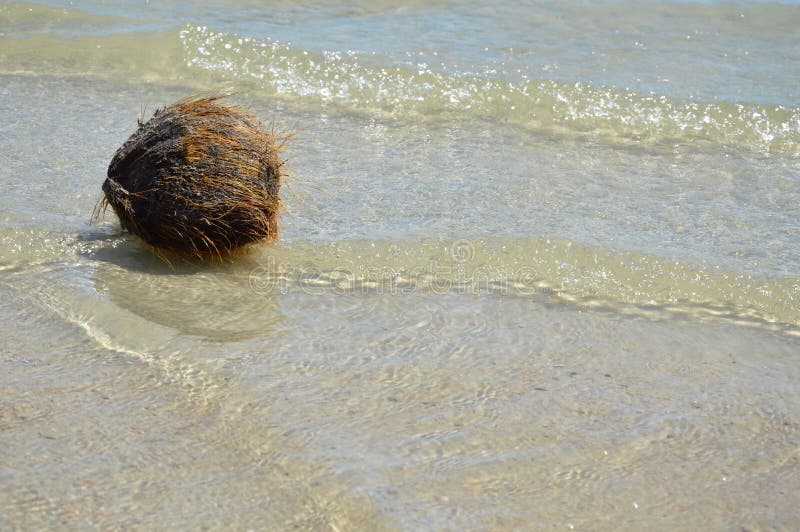 Coconut Floating in Tropical Pacific Stock Photo - Image of coral ...