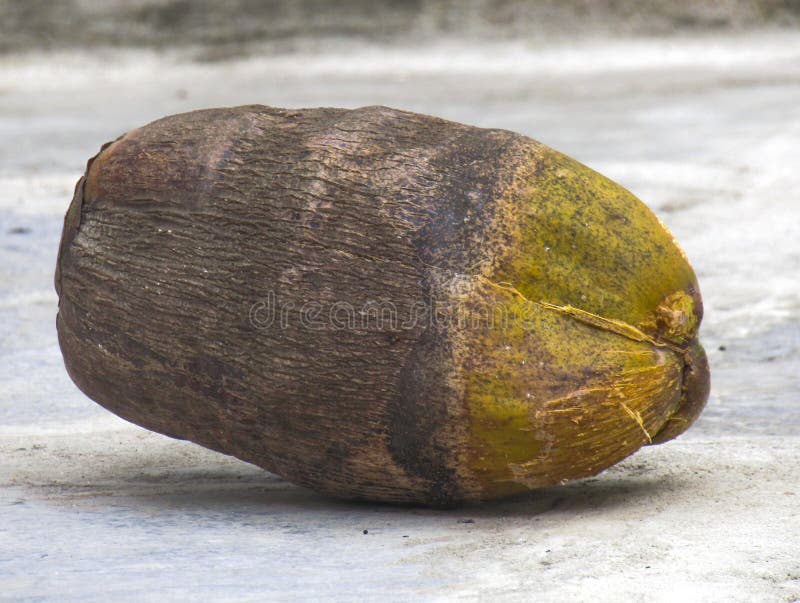 Coconut in floor stock photo. Image of tree, leaf, carving - 284265314
