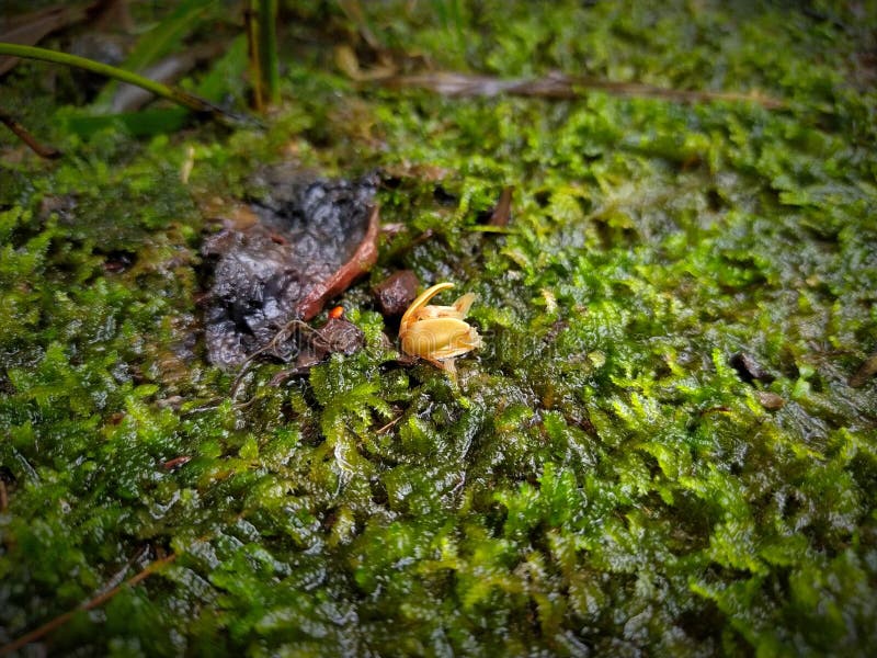 Coconut Flower Falling on the Moss Plant Stock Photo - Image of flower ...