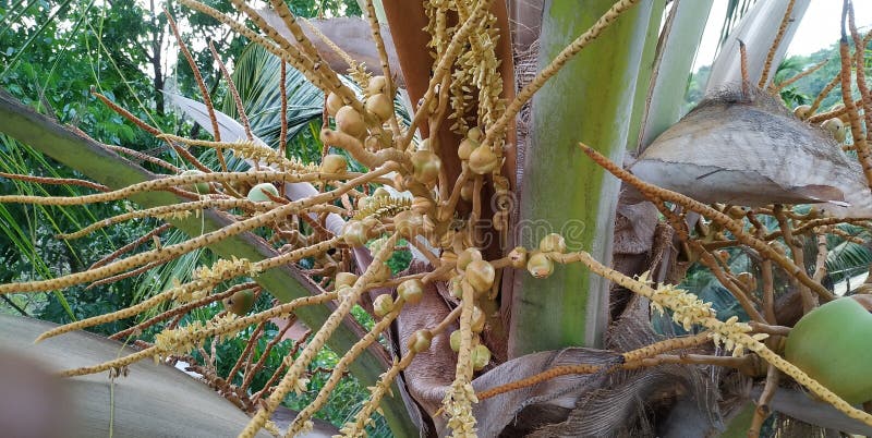 Coconut flower scene stock photo. Image of plant, food - 179835566