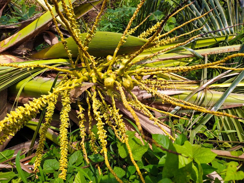 Coconut Flower from a Coconut Tree that Has Been Cut Down Stock Image ...