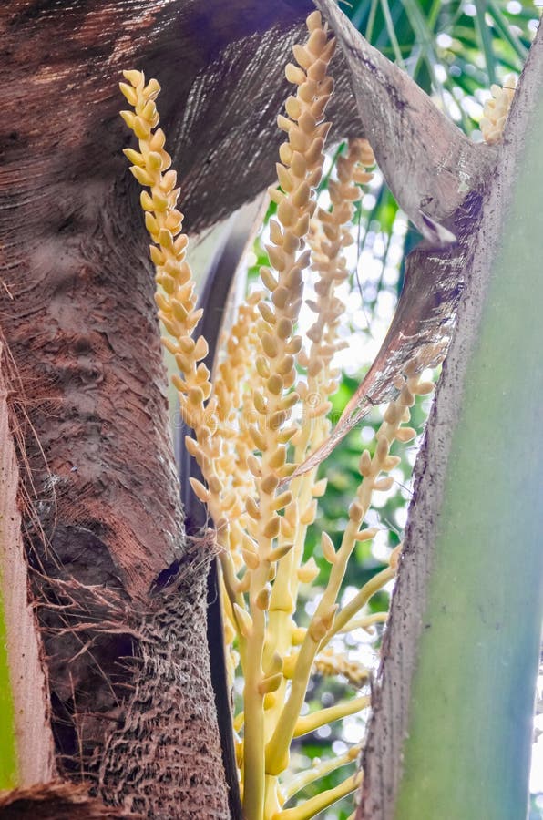 Flower Of Coconut Tree Isolated Stock Photo - Image of female, science ...