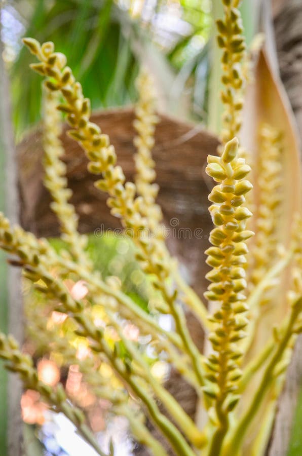 Coconut flower on tree stock image. Image of close, asia - 145198031